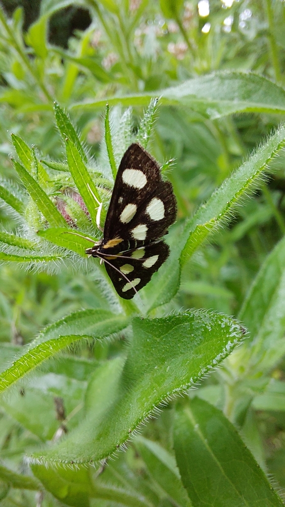 White-spotted Sable from Kirby, VT, USA on June 24, 2024 at 01:09 PM by ...