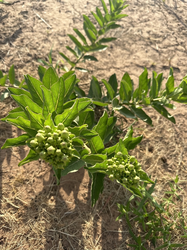 green antelopehorns from Seminole, OK, US on June 24, 2024 at 07:12 PM ...
