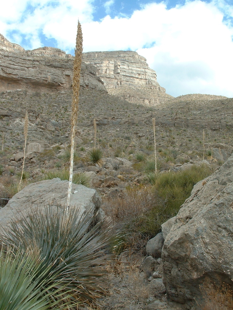 Smooth Sotol (Dasylirion leiophyllum) - Botanical Realm