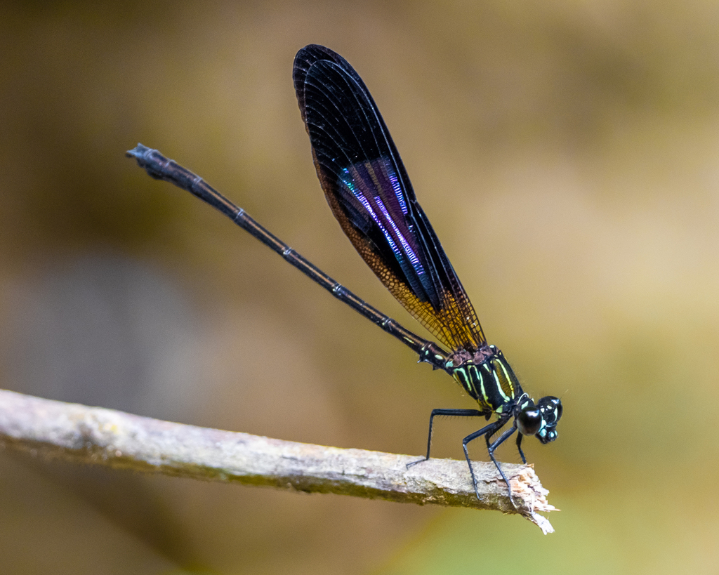 Euphaea aspasia (Odonata of Labuhan Batu Raya) · iNaturalist