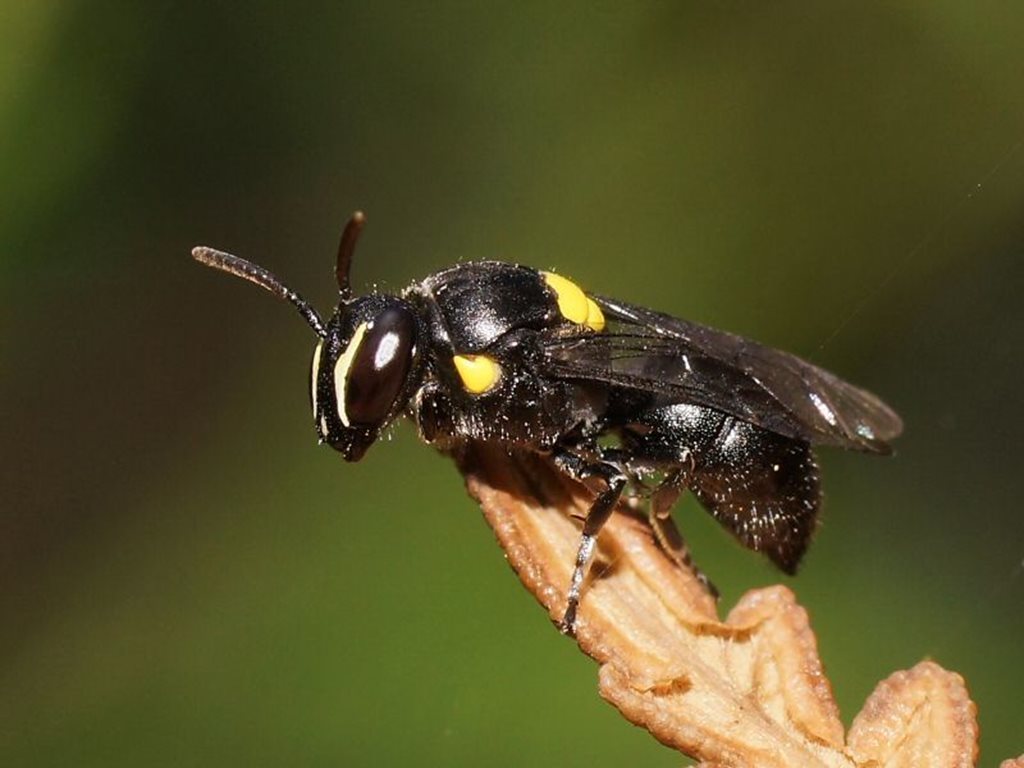 Cloudy Masked Bee (Native Bees of South Australia) · iNaturalist