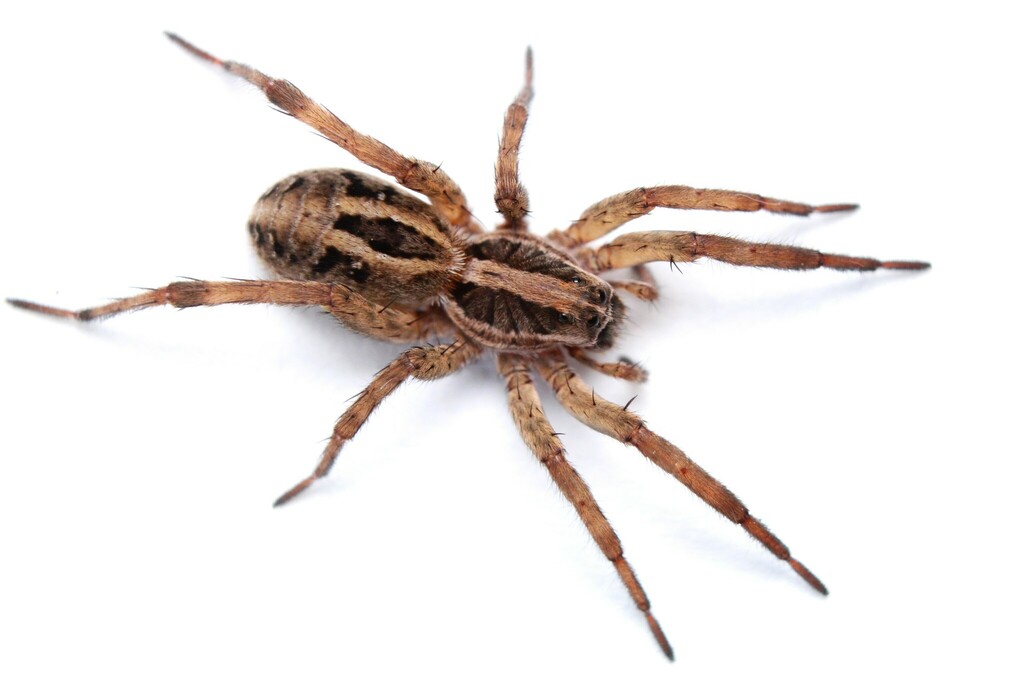 lance wolf spider in June 2024 by Matthew Lindsey. Taken from a burrow ...