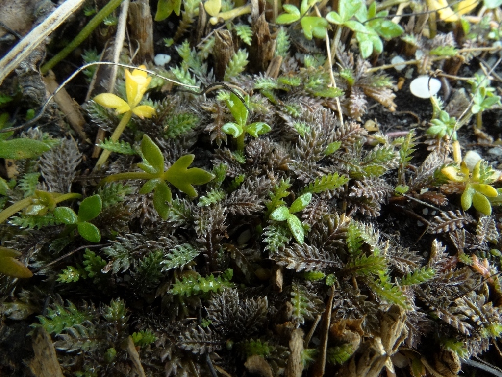 Leptinella serrulata in June 2016 by Rowan Hindmarsh-Walls. Uncommon ...