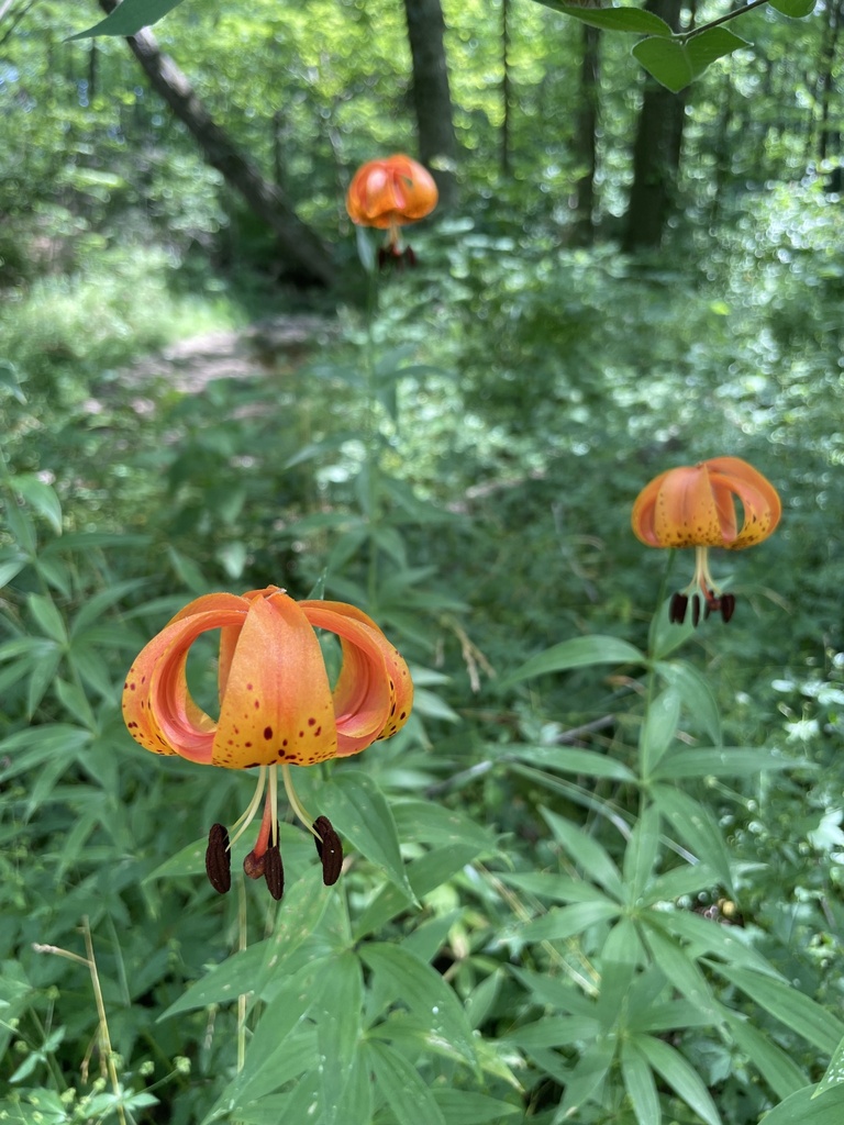 Michigan lily from Avon, IN, US on June 22, 2024 at 03:58 PM by ...