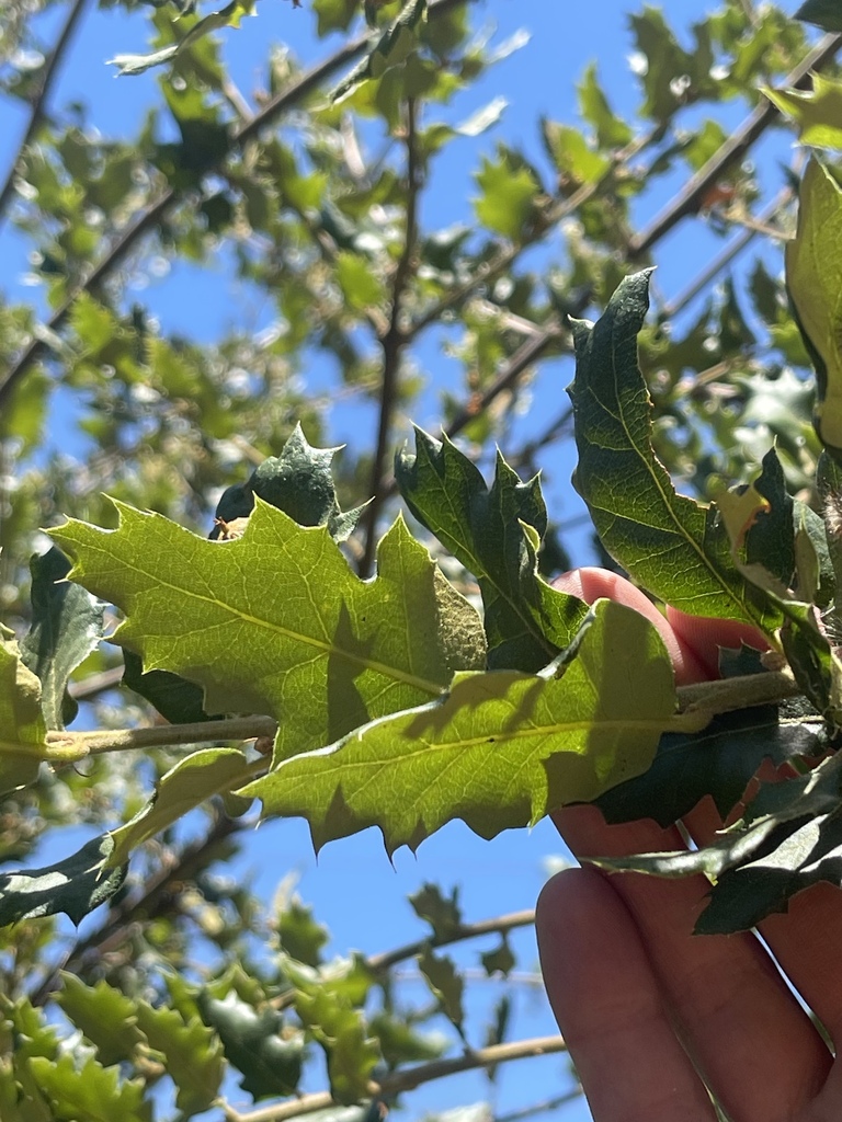 Ewan's Oak from Cedarbend Dr, Glendale, CA, US on June 24, 2024 at 01: ...