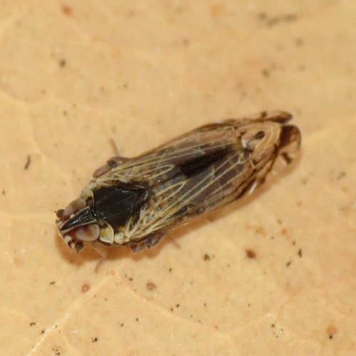 Haplaxius catalinus · iNaturalist Mexico