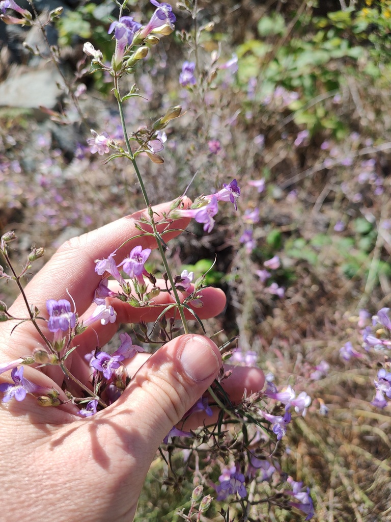 Riggins Penstemon from Asotin County, WA, USA on June 24, 2024 at 10:49 ...