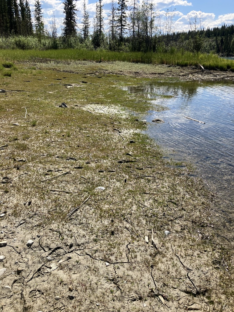 stiff water crowfoot from 30 Mile River, Yukon, Canada on June 20, 2024 ...