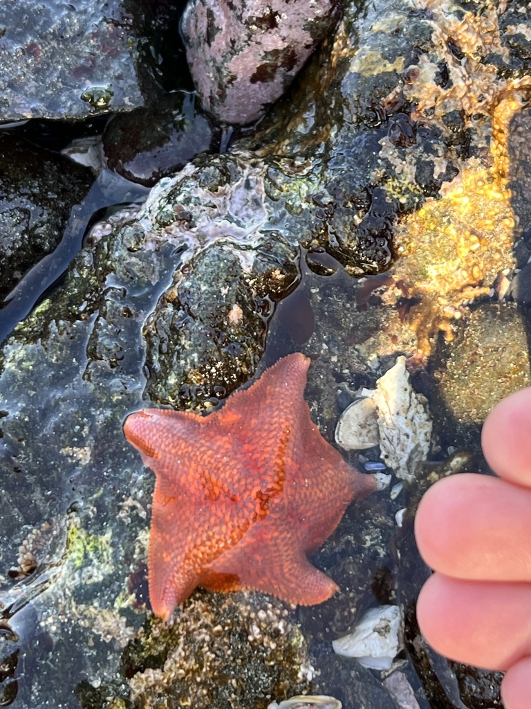 Bat Star from North Pacific Ocean, CA, US on June 24, 2024 at 07:39 AM ...