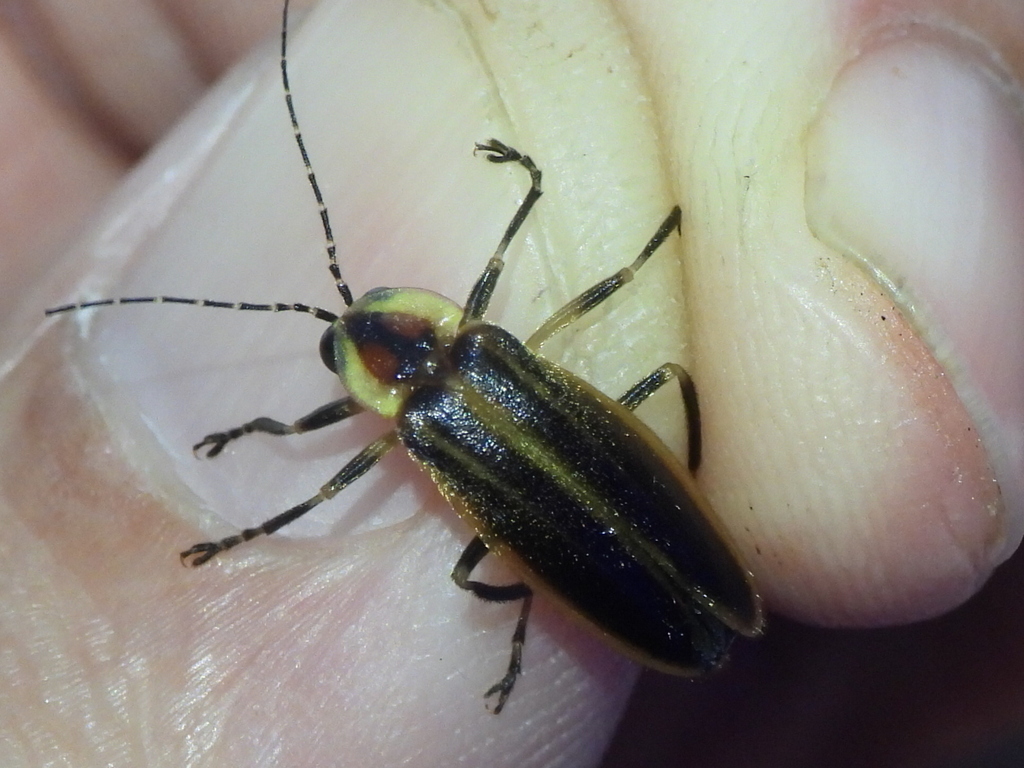 Photuris from Cary, IL, USA on June 24, 2024 at 08:39 PM by Sam ...