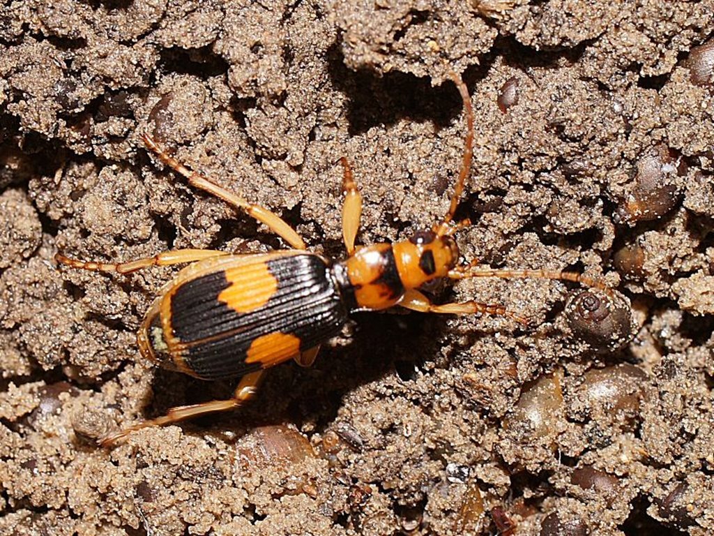 Pheropsophus verticalis (Dejean, 1825)