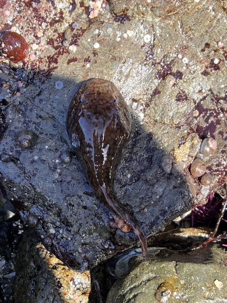 Northern Clingfish from North Pacific Ocean, CA, US on June 24, 2024 at ...