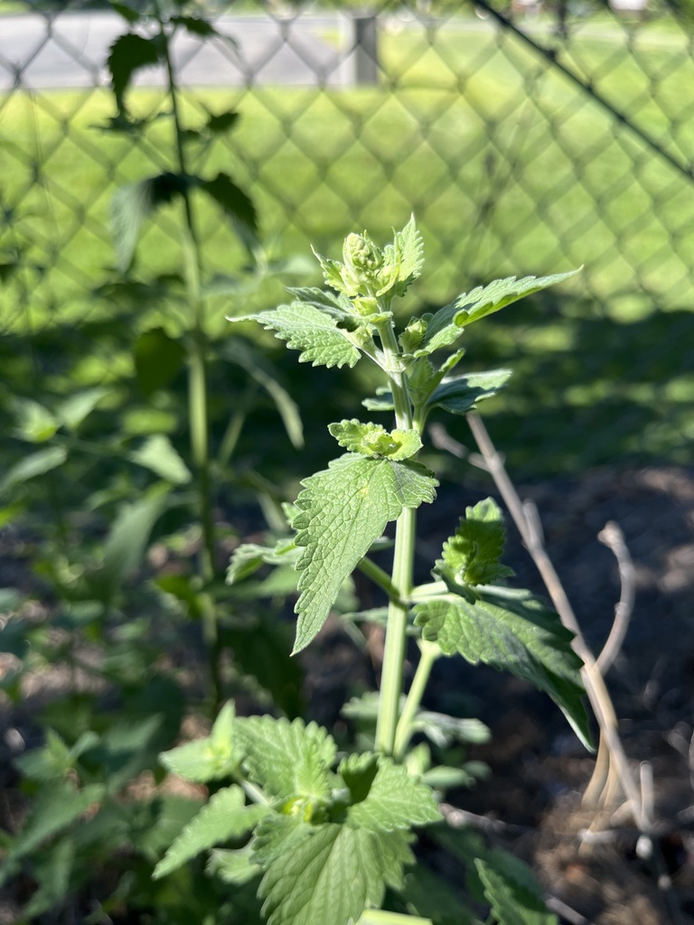 Catnip from E Mirabeau Pkwy, Spokane Valley, WA, US on June 24, 2024 at ...