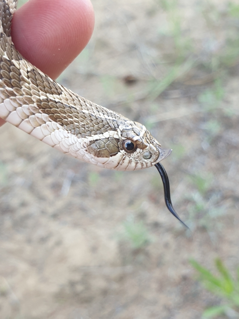 Plains Hognose Snake in June 2022 by J. de Jong · iNaturalist