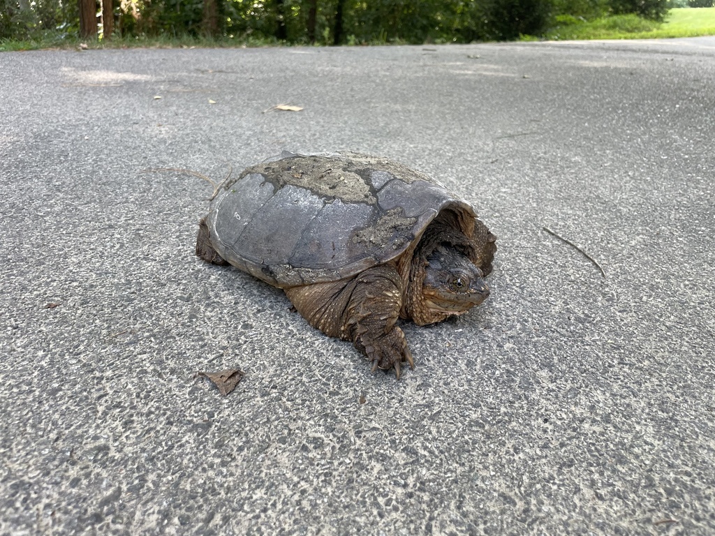 Common Snapping Turtle from Aberdeen Dr, Chapel Hill, NC, US on June 24 ...