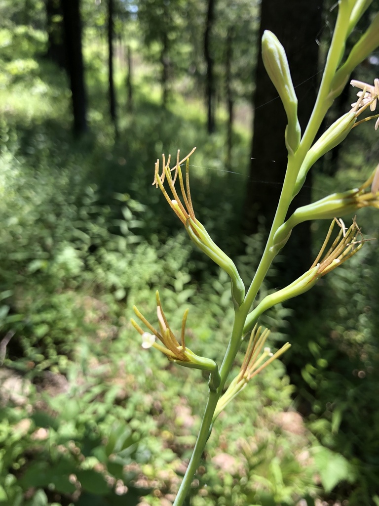 Eastern False Aloe in June 2024 by Matt Tomlinson · iNaturalist