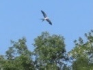 Swallow-tailed Kite from CR-193, Alvin, TX, US on June 22, 2024 at 04: ...