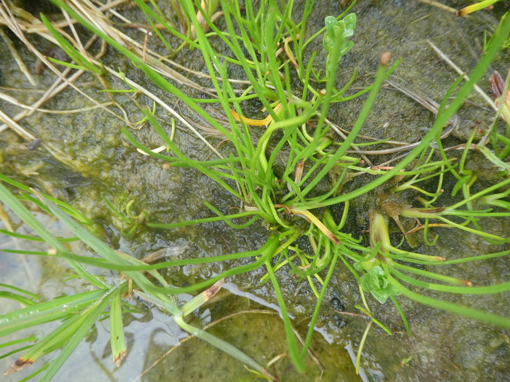 western grasswort from Alberni-Clayoquot, BC, Canada on June 23, 2024 ...