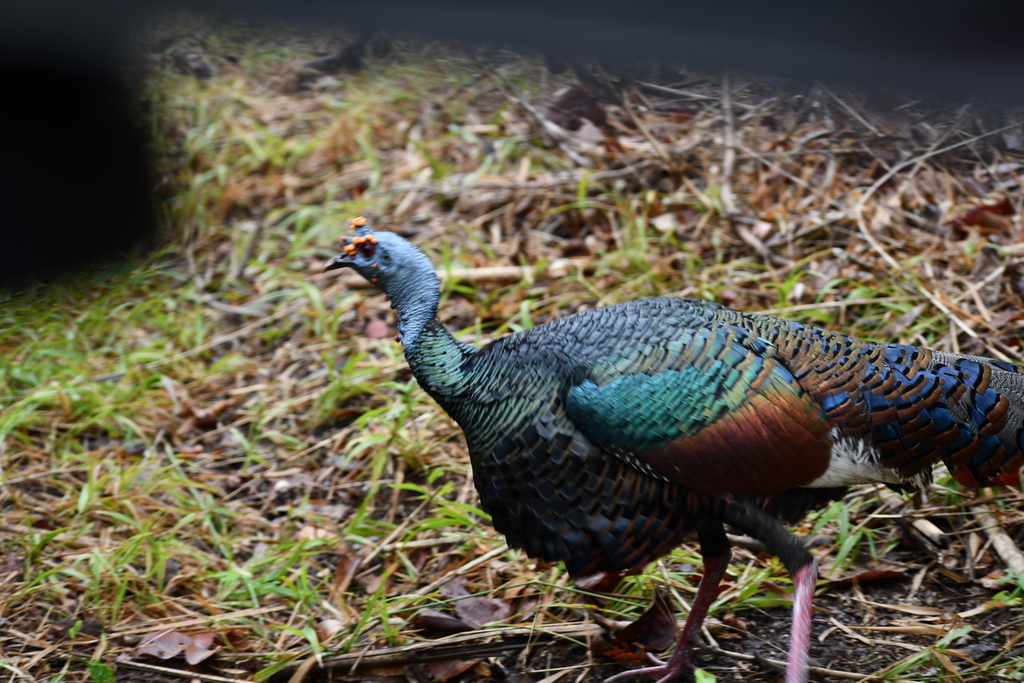 Ocellated Turkey in May 2024 by josebarrientos · iNaturalist