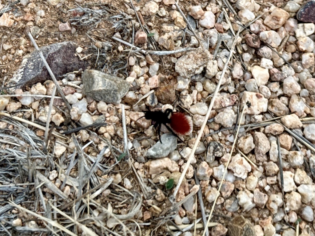 Magnificent Velvet Ant from Big Room Pl, Benson, AZ, US on June 24 ...