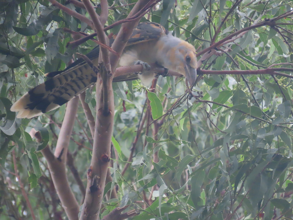 Channel-billed Cuckoo from Sydney NSW, Australia on January 30, 2023 at ...