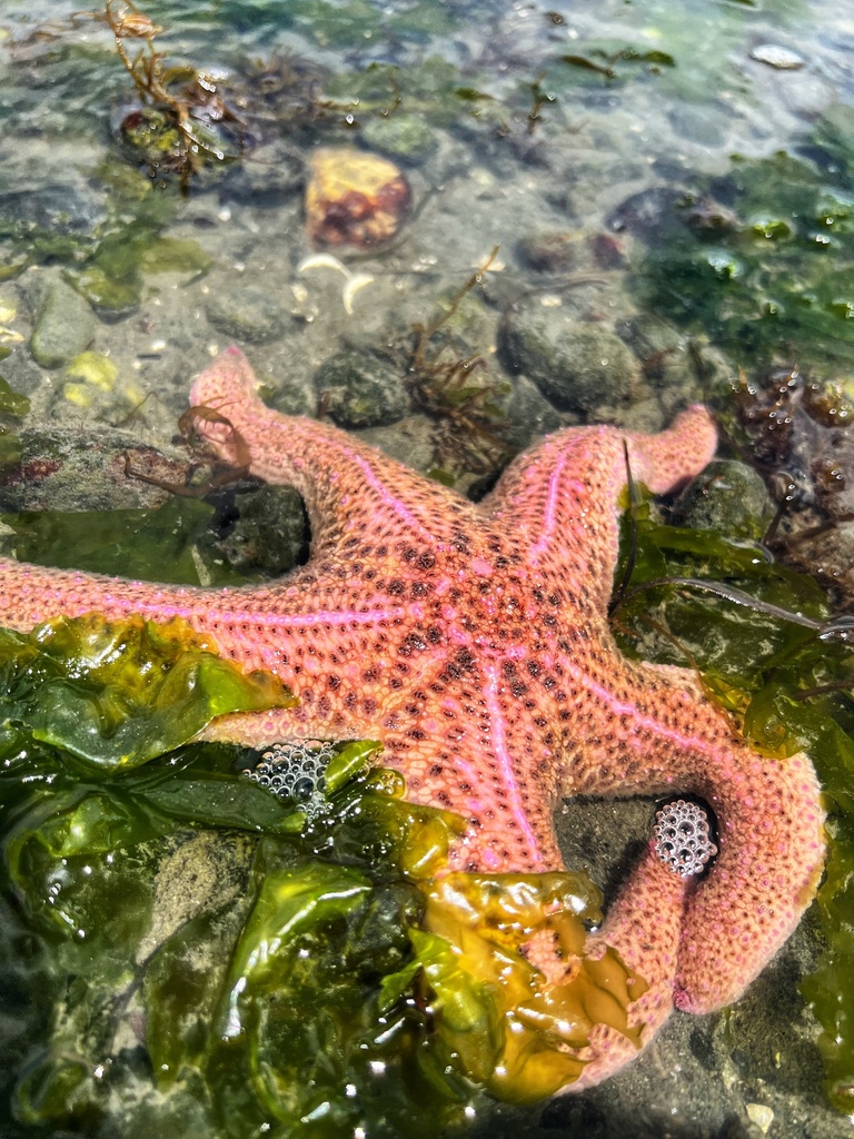 Giant Pink Sea Star from Henderson Bay, Gig Harbor, WA, US on June 23 ...