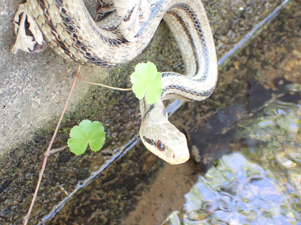 Japanese Four-lined Ratsnake from 本州, 南山城村, 京都府, JP on June 19, 2024 at ...