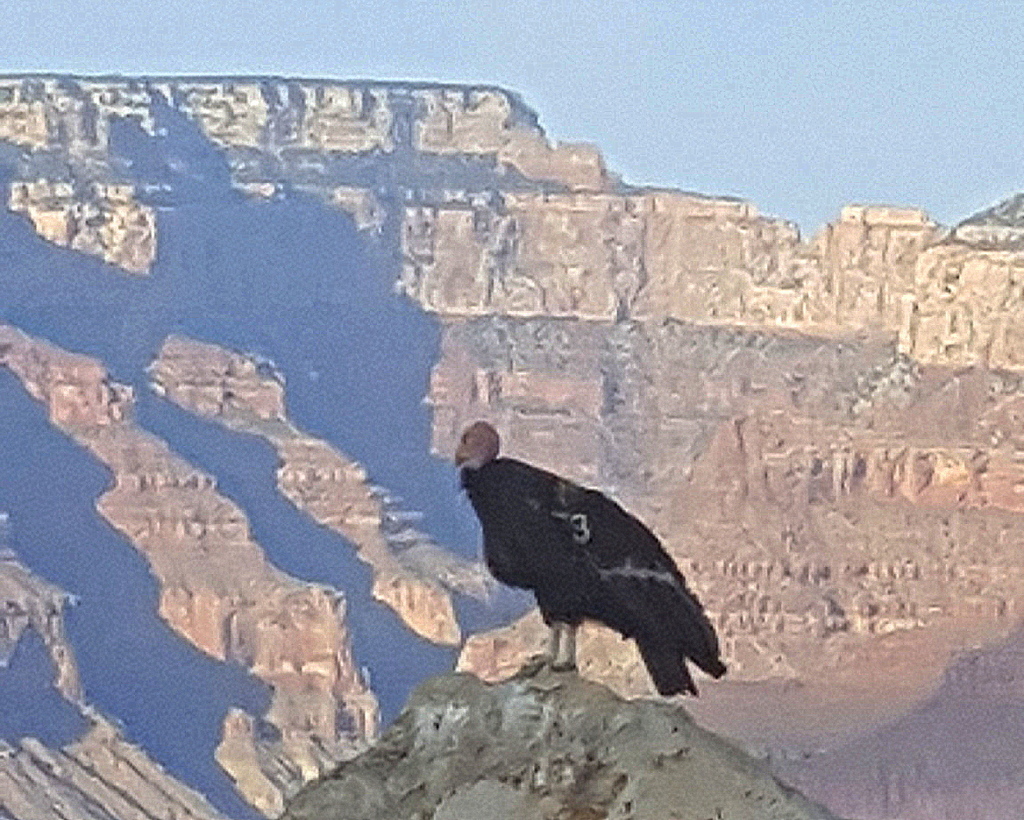 California Condor in June 2016 by Bill Freiheit. Just sitting there a ...
