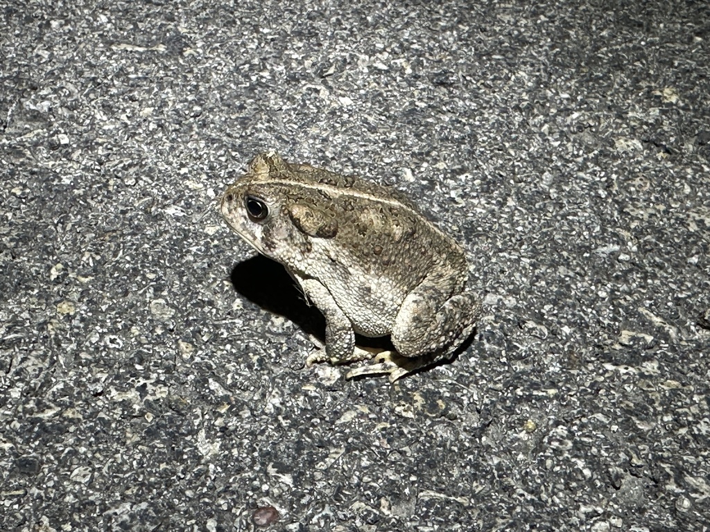 Woodhouse's Toad from Tim Donald Rd, Dish, TX, US on June 24, 2024 at 10:23 PM by Ashwin ...