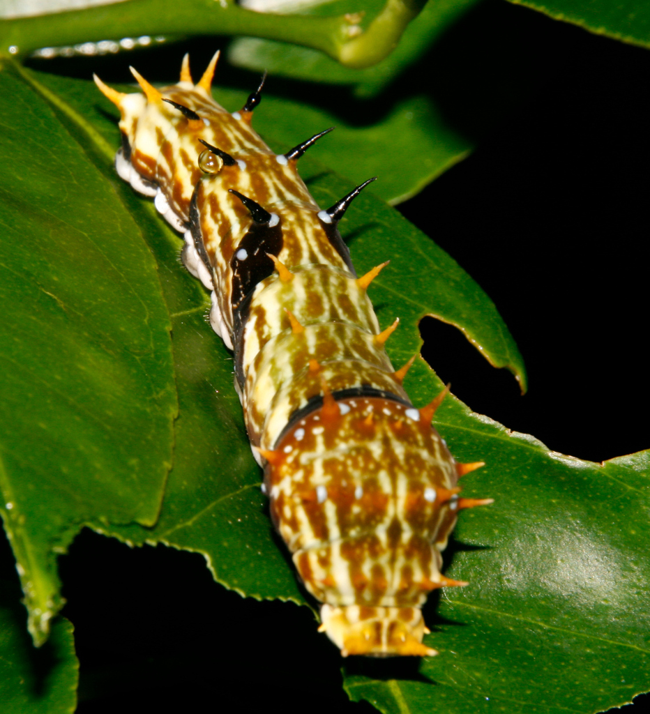 Australian Orchard Swallowtail from Moorooka, Brisbane QLD, Australia ...