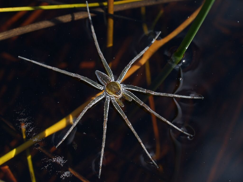 Clever Fishing Spider (Dolomedes facetus) - Tomahawk, Tasmania
