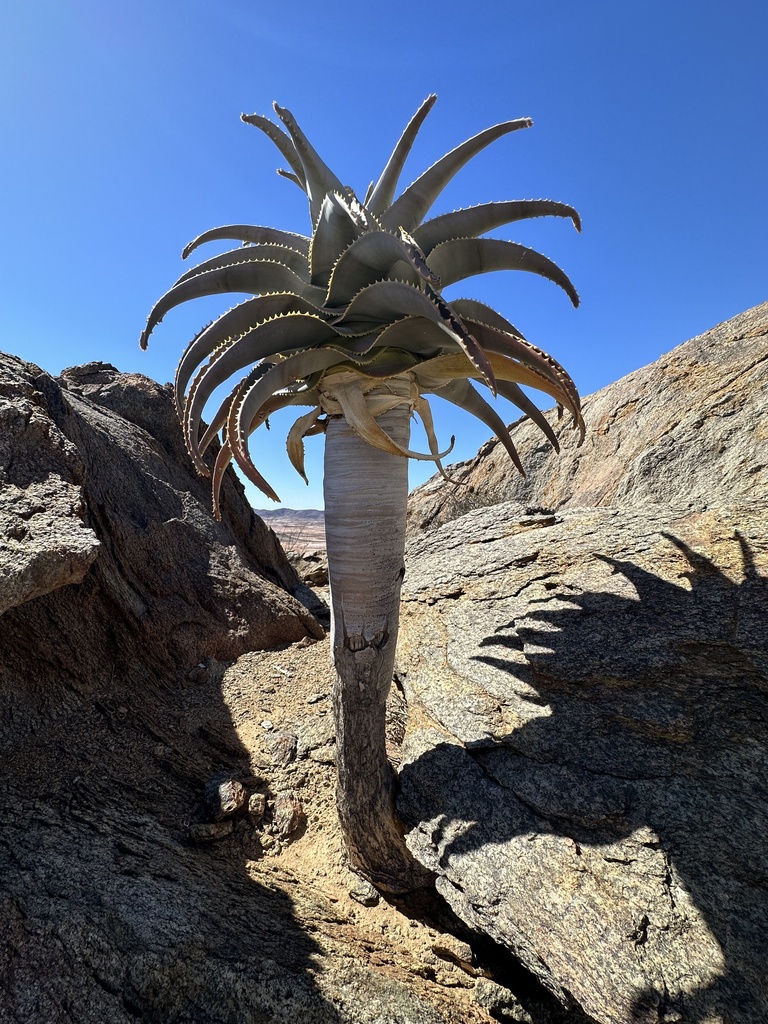 Giant Quiver Tree in April 2023 by Karel du Toit (+2782 4928291 ...