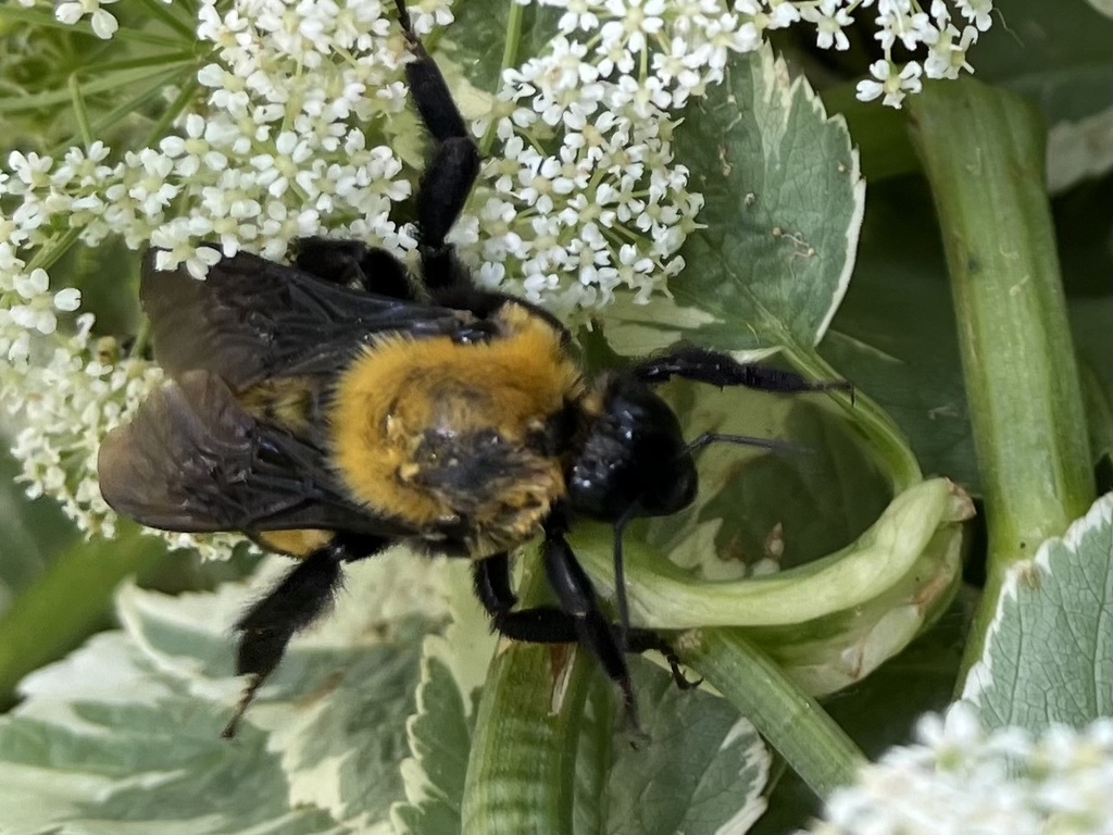 Morrison's Bumble Bee from Third St, Paradise, MT, US on June 22, 2024 ...