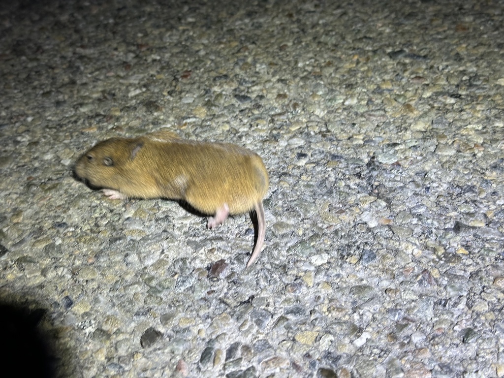 Botta's Pocket Gopher from Patterson Pass Rd, Tracy, CA, US on June 24 ...