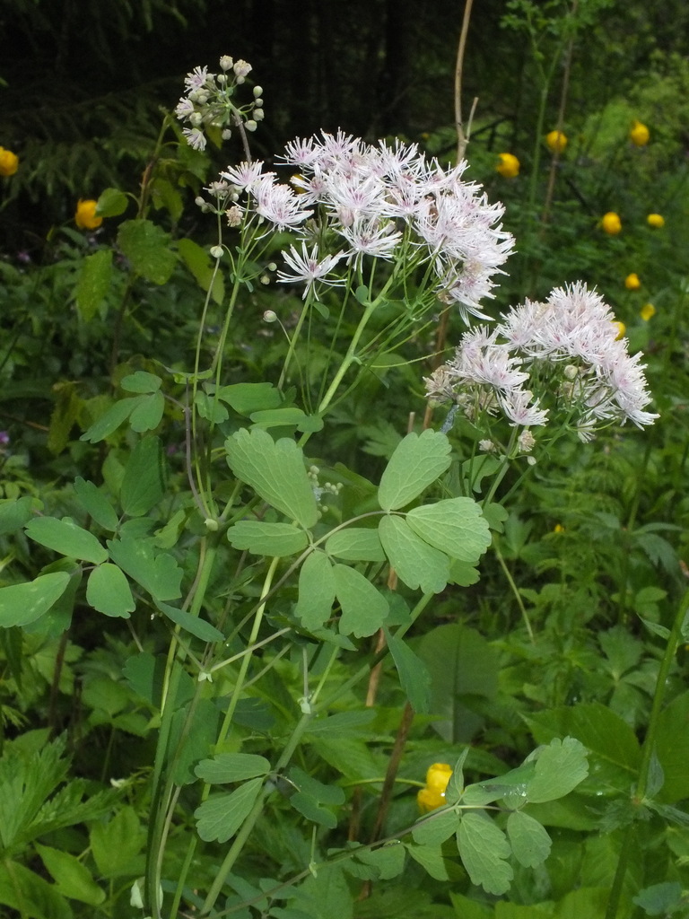 French meadow-rue from Нагорский р-н, Кировская обл., Россия on June 9 ...