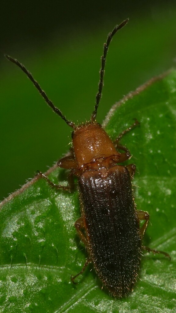Hemiops from Nagla on June 21, 2024 at 10:34 AM by Dinesh Sharma ...