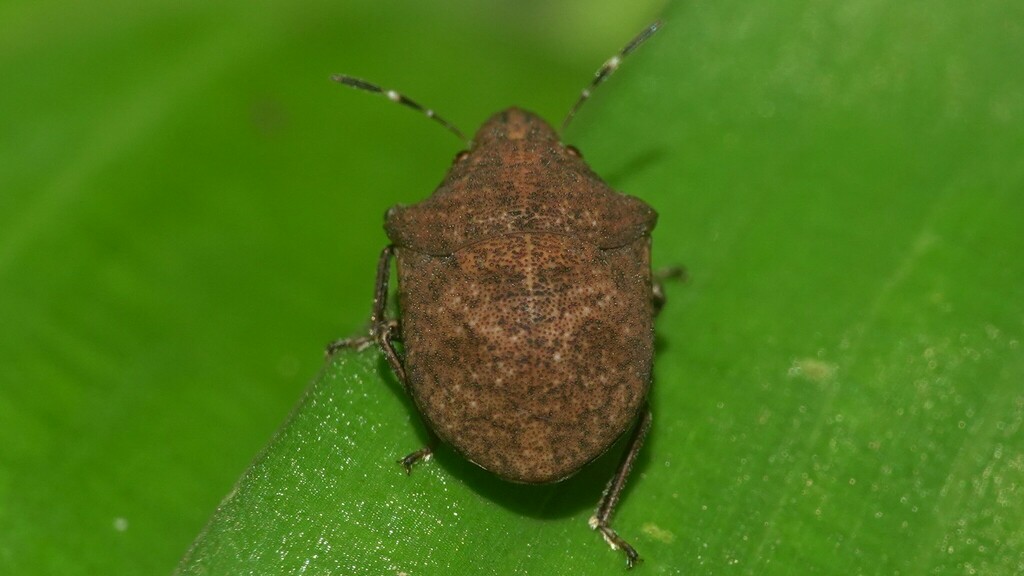 Hotea curculionoides from Nagla on June 21, 2024 at 11:30 AM by Dinesh ...