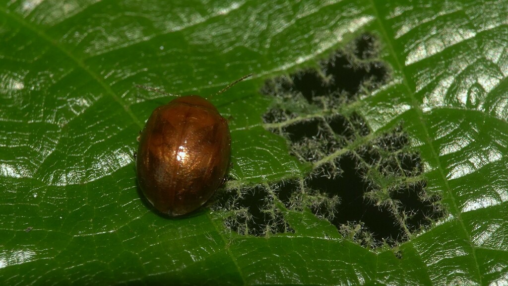 Sphaeroderma from Nagla on June 21, 2024 at 11:21 AM by Dinesh Sharma ...