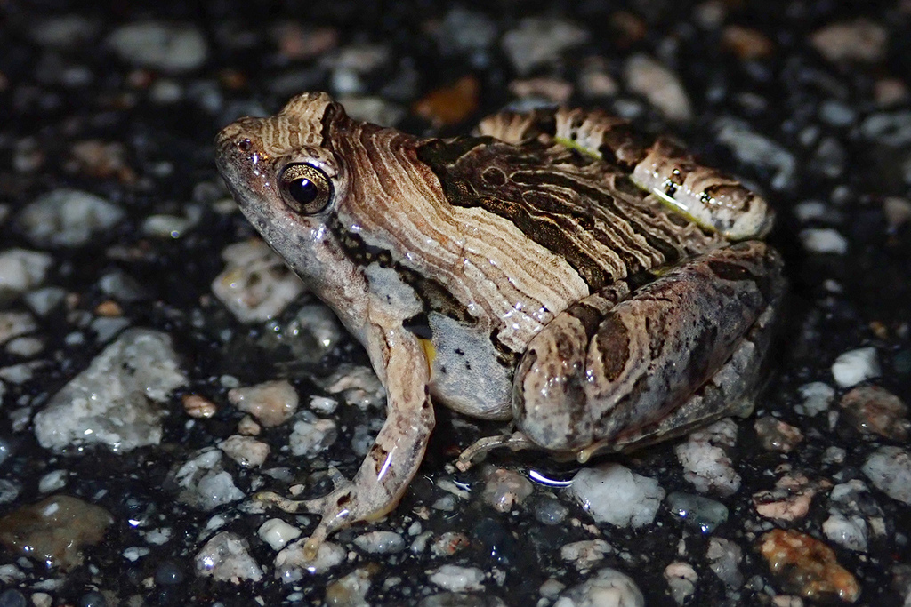 Beautiful Pygmy Frog from Ting Kok, Hong Kong on May 25, 2019 at 07:43 ...