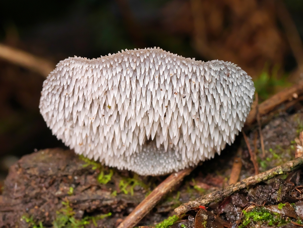 Pseudohydnum tasmanicum from Launching Place VIC 3139, Australia on ...