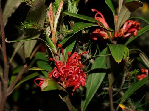 Flame Grevillea (Grevillea dimorpha) · iNaturalist