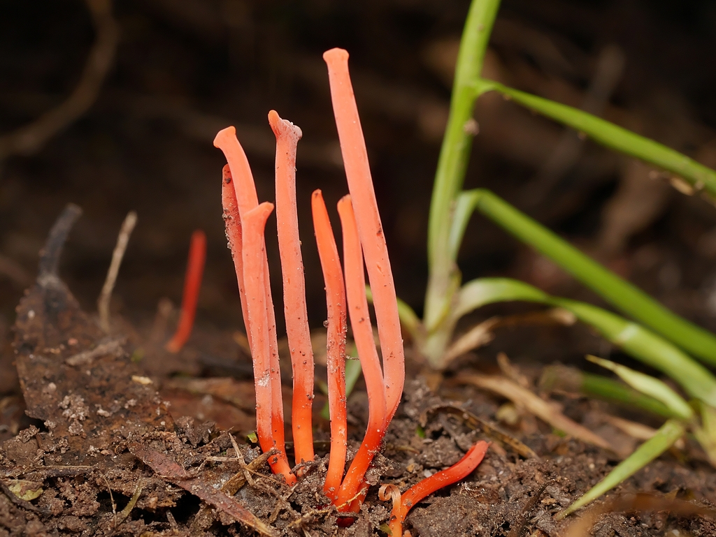 Clavulinopsis corallinorosacea from Launching Place VIC 3139, Australia ...