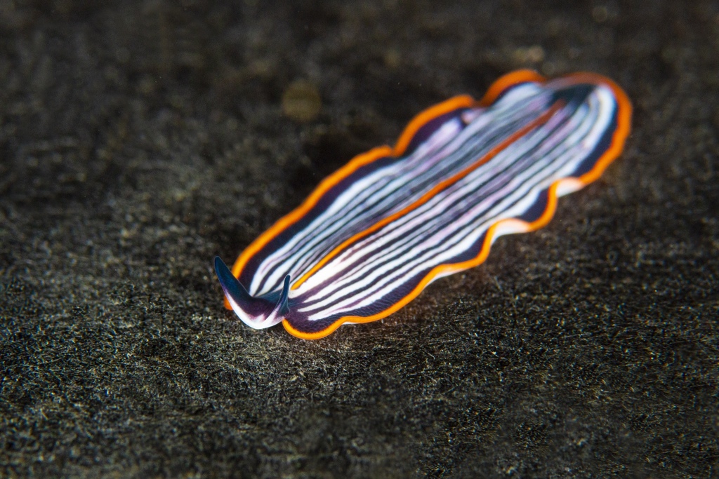 Praestheceraeus bellostriatus (Polyclad flatworms of California ...