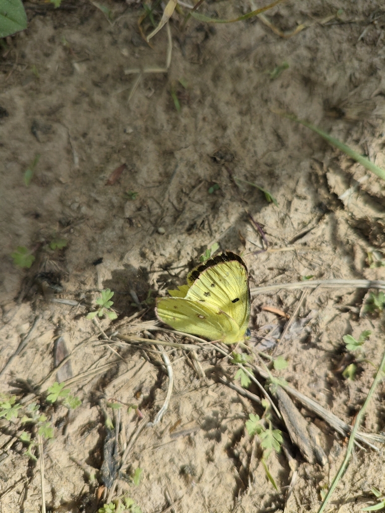 Clouded Yellows from Zhenglanqi, Xilin Gol, Nei Mongol Zizhiqu on June ...