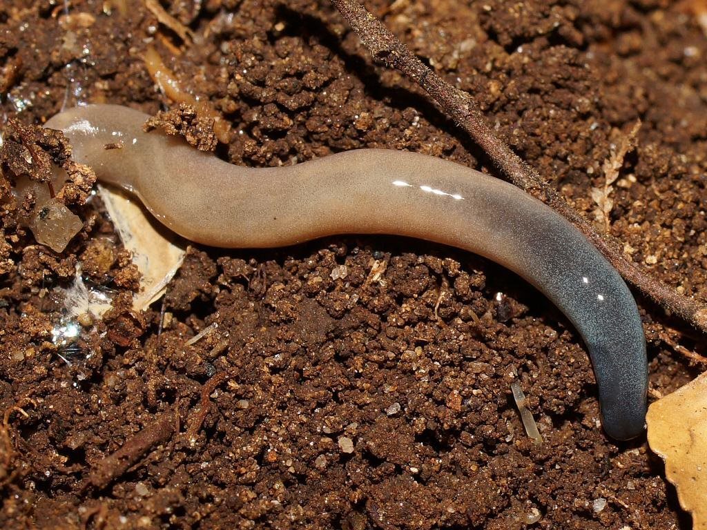 Argonemertes australiensis from St Columba Falls, Pyengana TAS 7216 ...