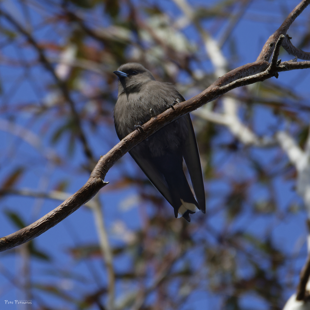 Dusky Woodswallow from Stuart Mill VIC 3477, Australia on June 24, 2024 ...