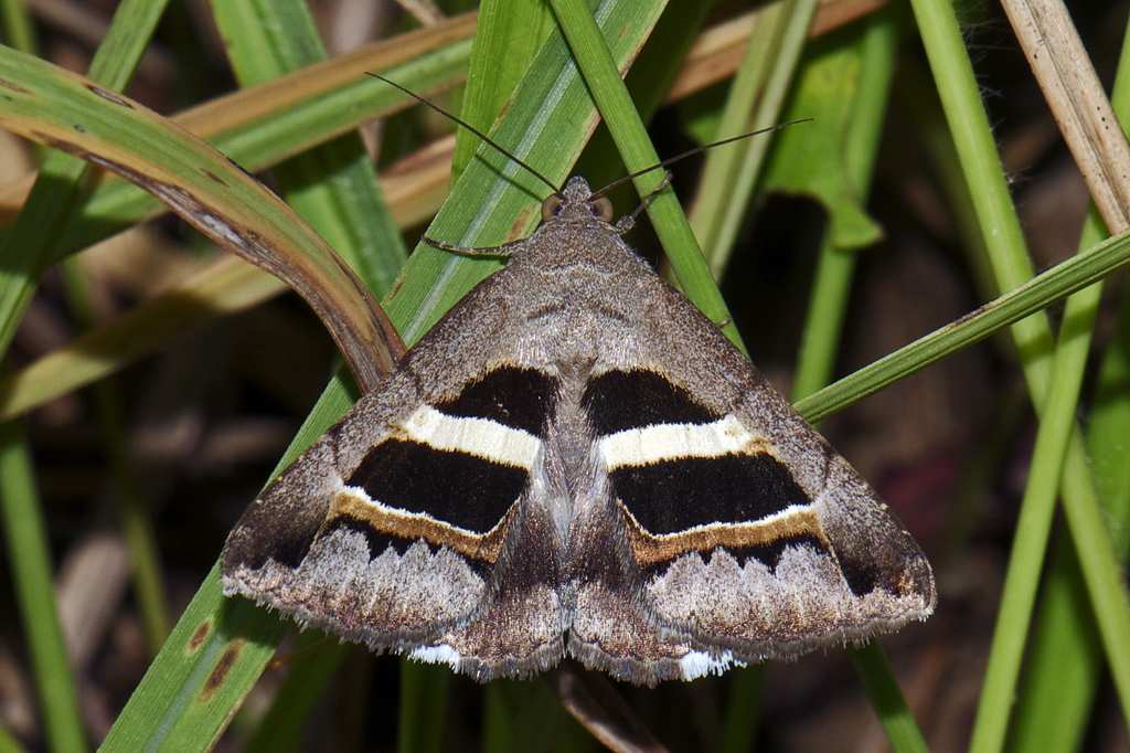 Geometrical Lines (insects of mumbai) · iNaturalist