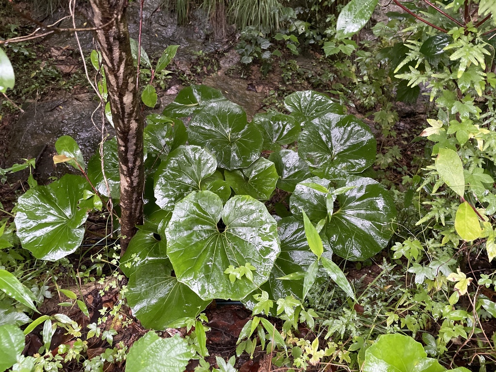 leopard-plant from 如心小镇景区, 舟山市, 浙江省, CN on June 25, 2024 at 05:57 PM by ...
