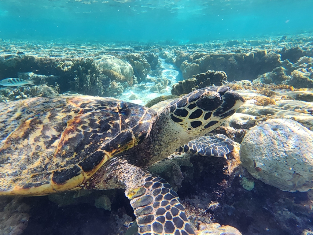 Hawksbill Sea Turtle from Gladstone, QLD, Australia on June 25, 2024 at ...