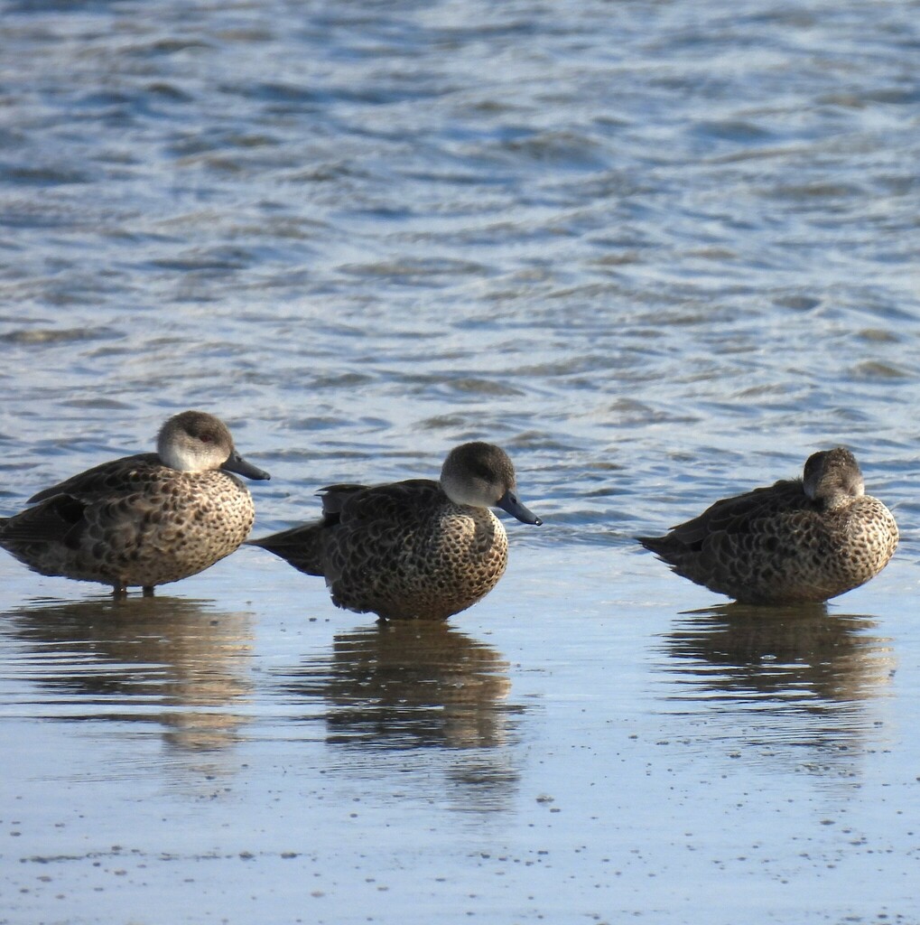 Grey Teal from Geelong VIC, Australia on June 25, 2024 at 01:29 PM by ...